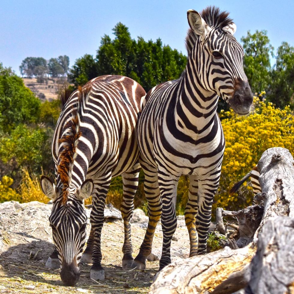 Cebras - Africam Safari