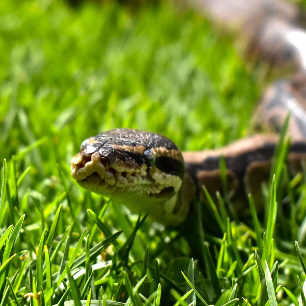Serpientes - Africam Safari