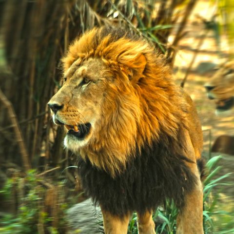 León - Africam Safari