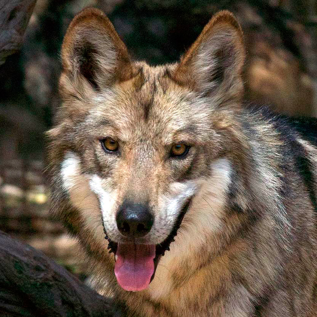 Lobo Mexicano - Africam Safari