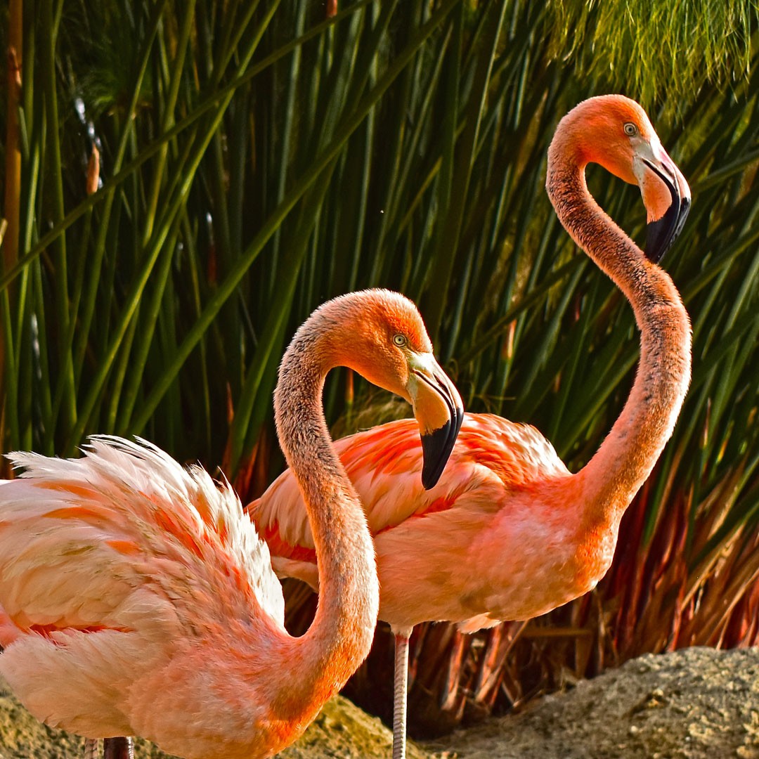 Flamingo - Africam Safari