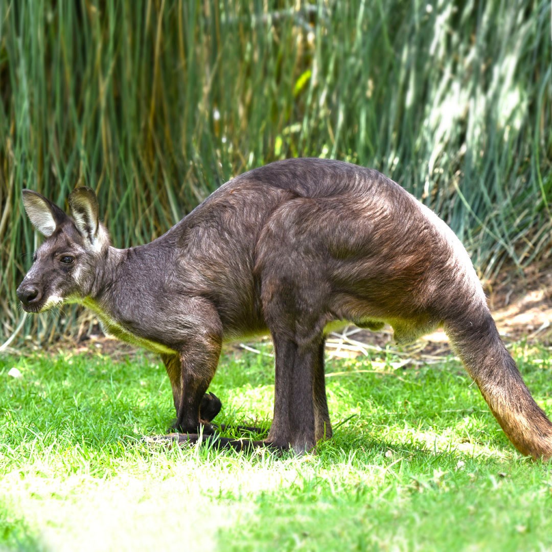 Canguro - Africam Safari