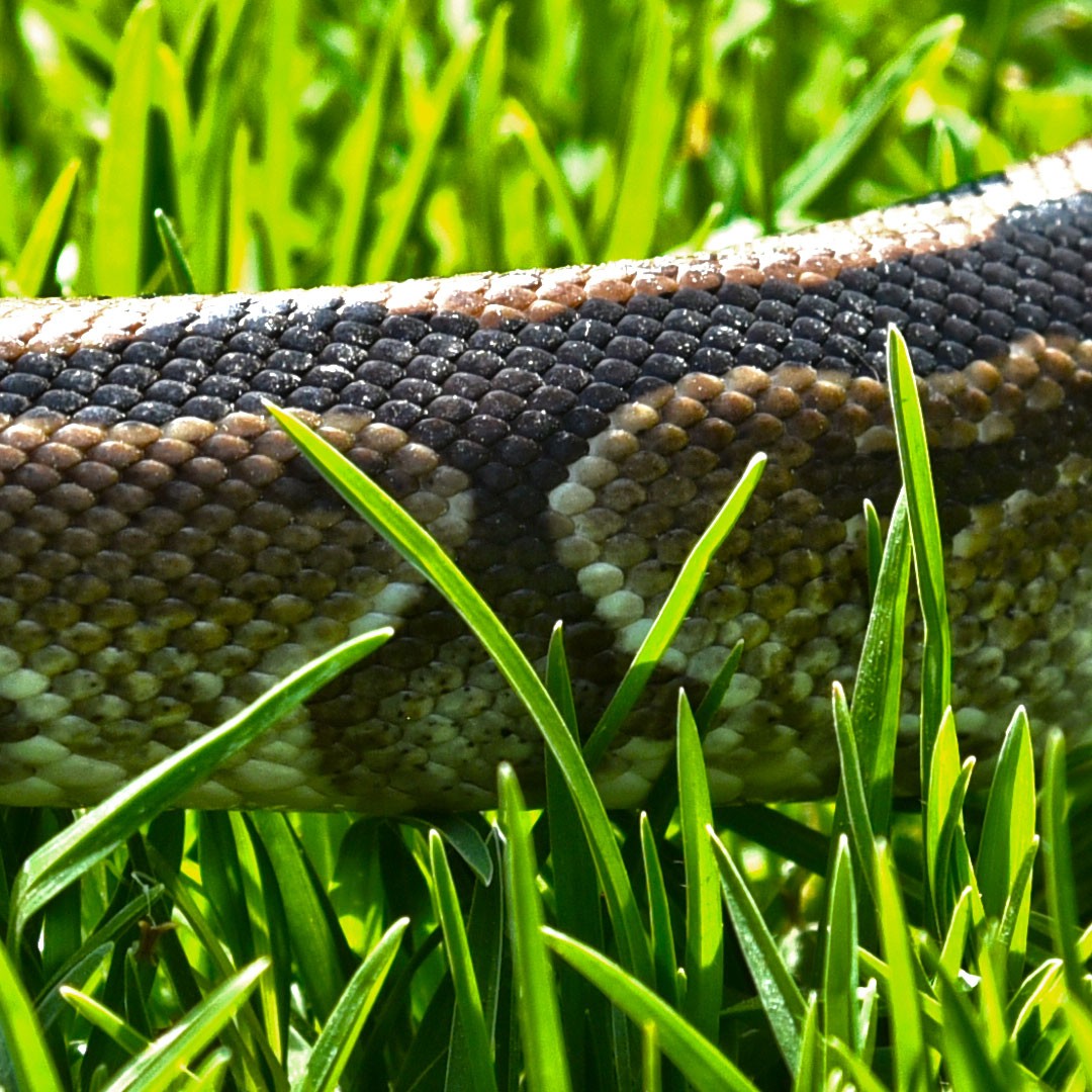 Serpientes - Africam Safari