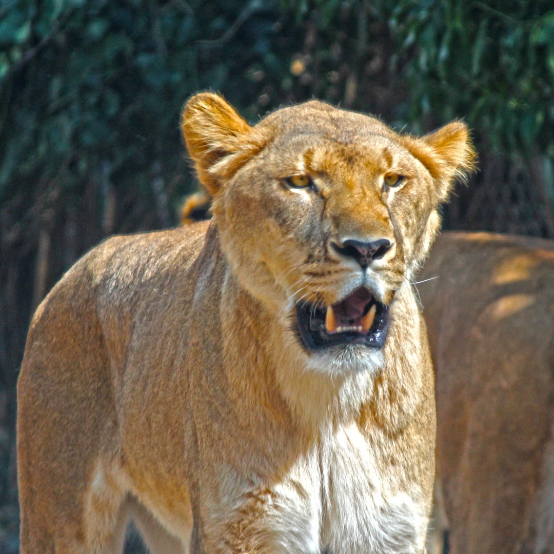 León - Africam Safari