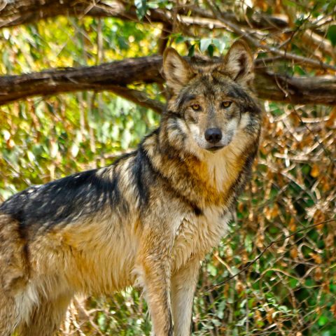 Lobo Mexicano - Africam Safari