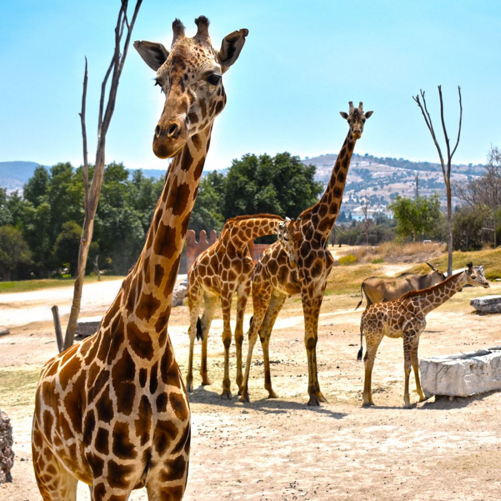 Jirafa - Africam Safari