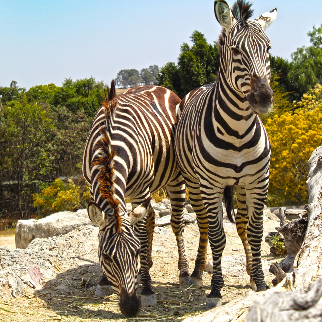 Cebras - Africam Safari