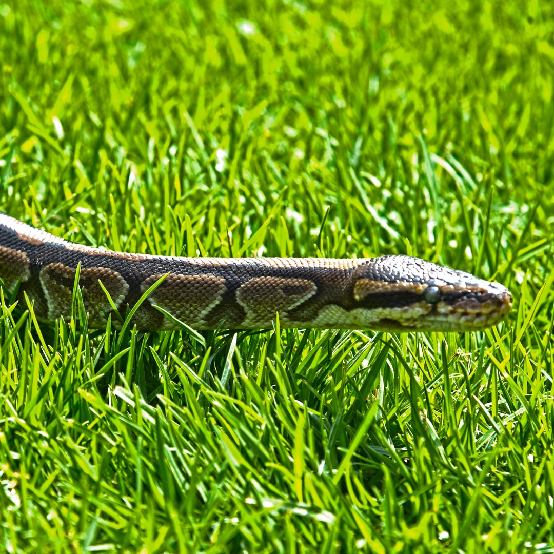 Serpientes - Africam Safari