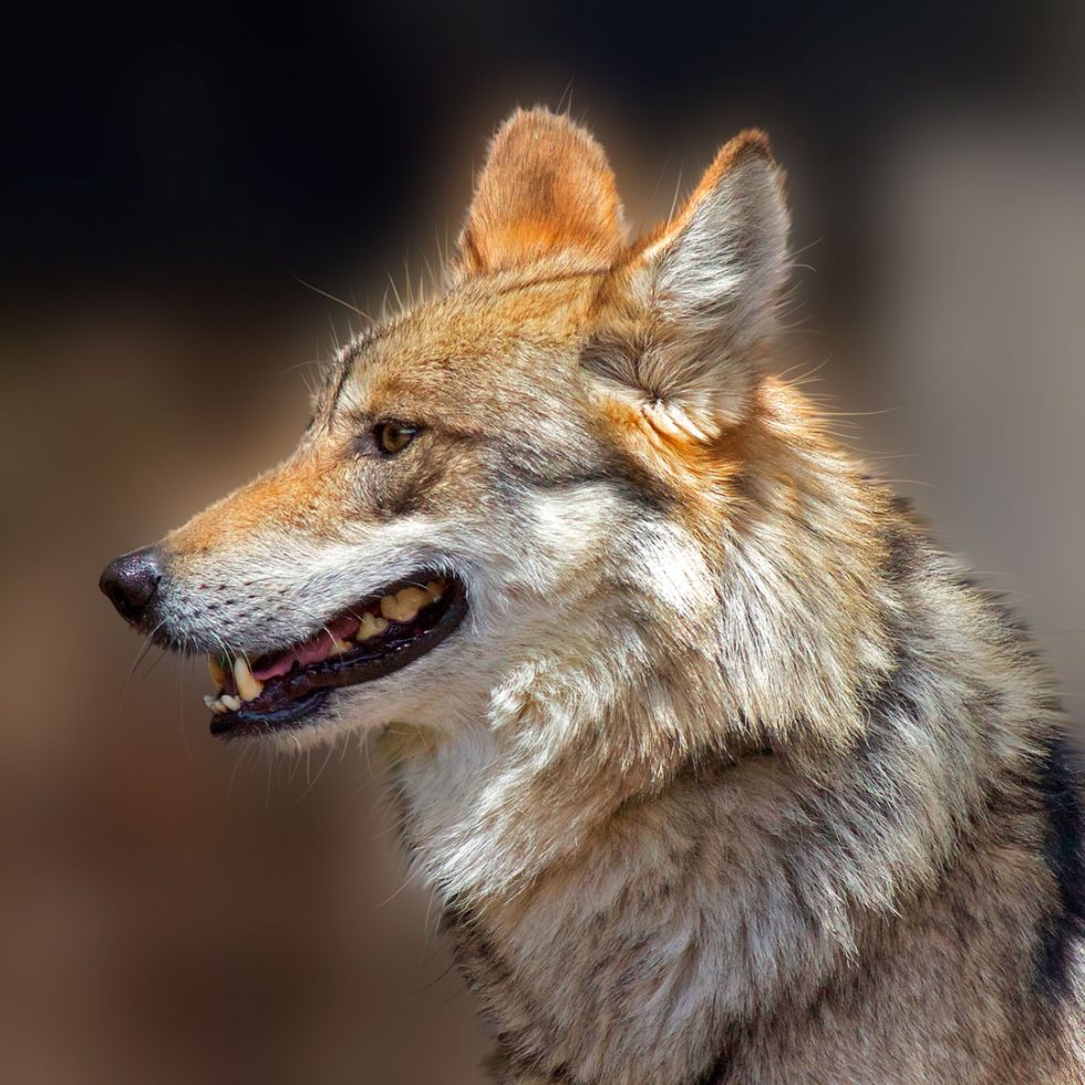 Lobo Mexicano - Africam Safari