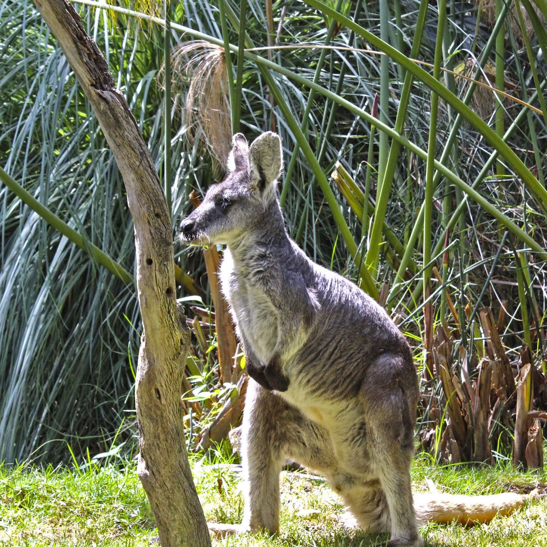 Canguro - Africam Safari