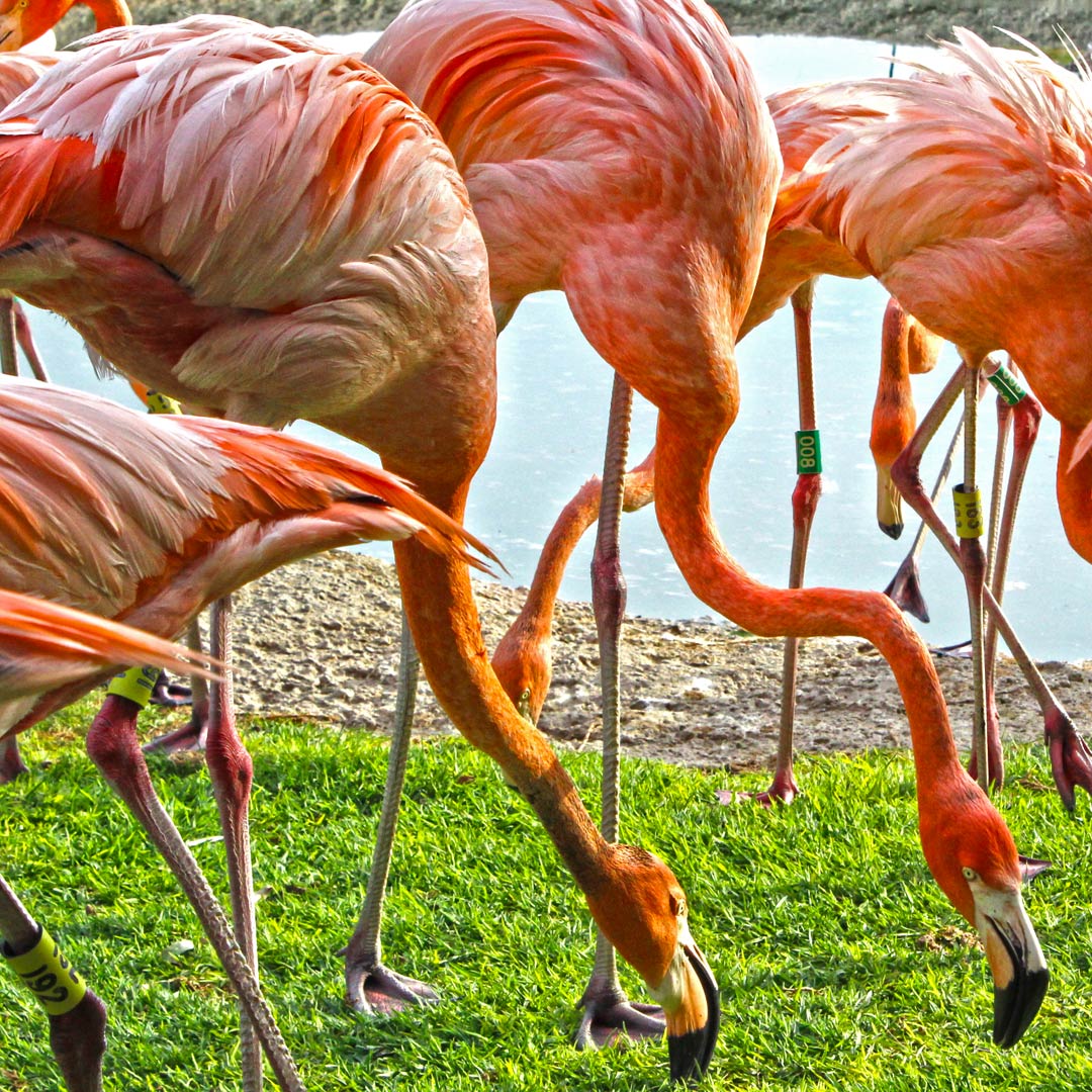 Flamingo - Africam Safari