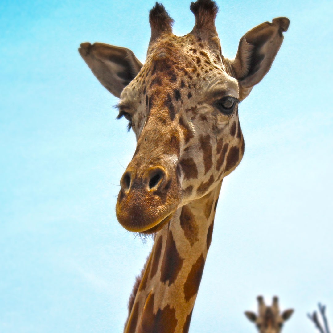 Jirafa - Africam Safari