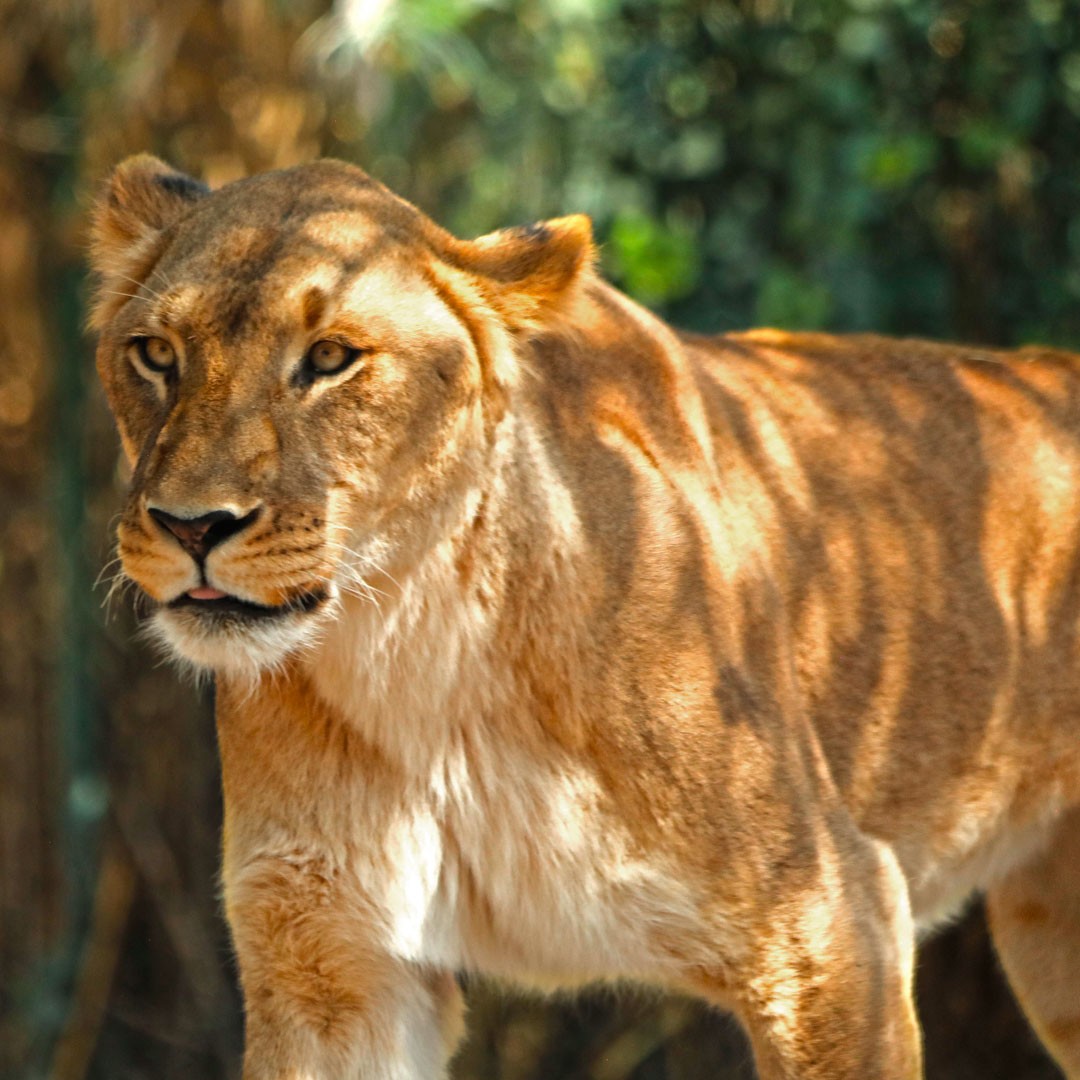 León - Africam Safari