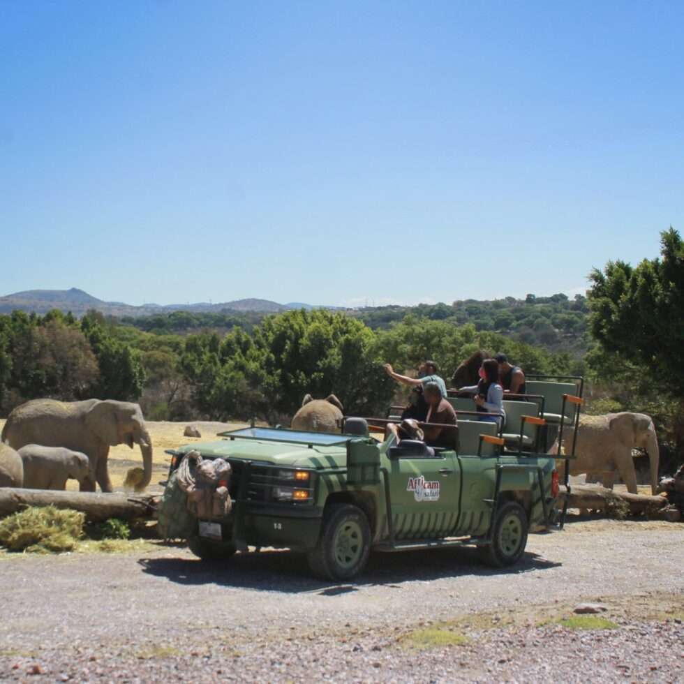 Open Air Safari 4x4 - Africam Safari